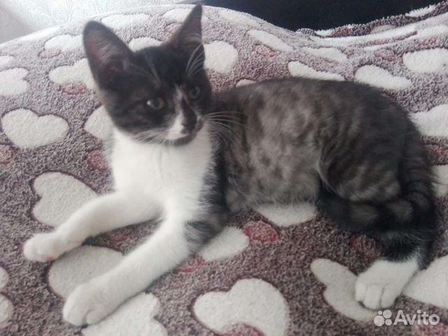 Котенок ищет дом
