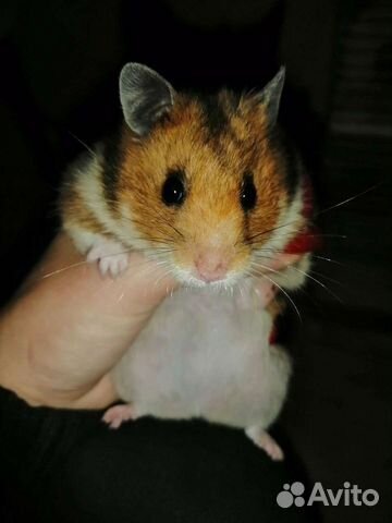 Сирийский хомяк с клеткой