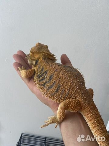 Агама бородатая девочка 2 года