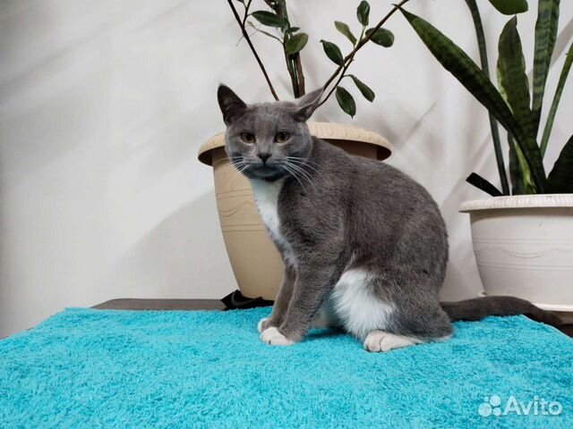 Кошки