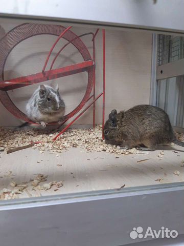 Дегу с витриной