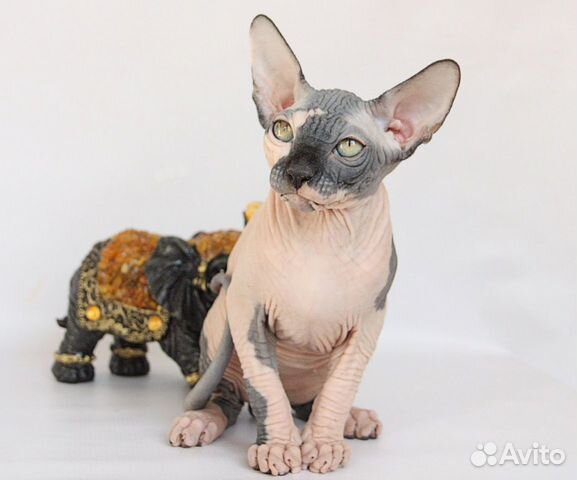 Канадский сфинкс Антон