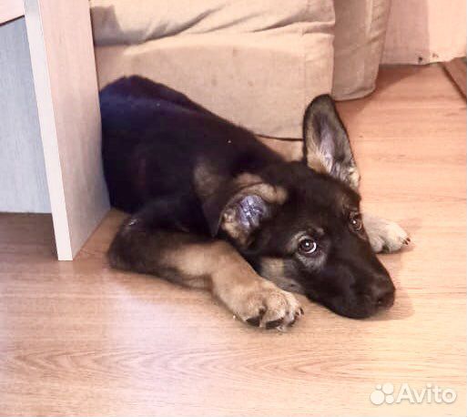 Щенок в добрые руки