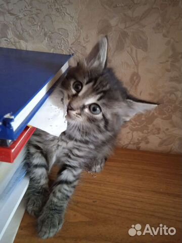 Милые котяки