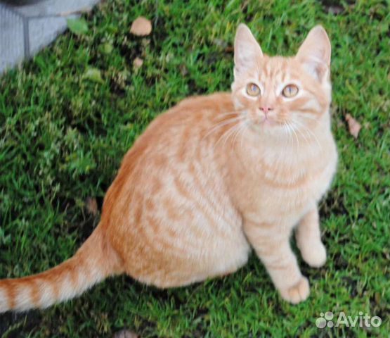 Котик рыжий полосатый отдаётся в добрые руки