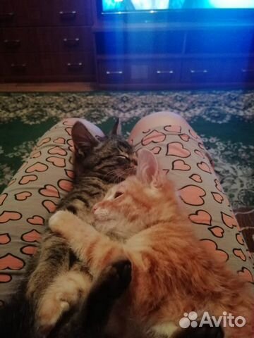 Котята два сыночка и лапочка дочка