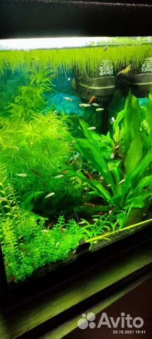 Мальки велиферы снежинки