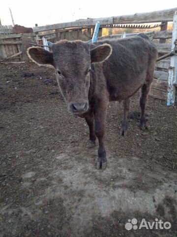 Корова с телочкой и 2 бычка