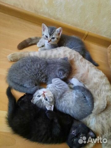 Шотландские котята