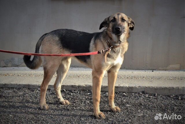 Дина ищет семью