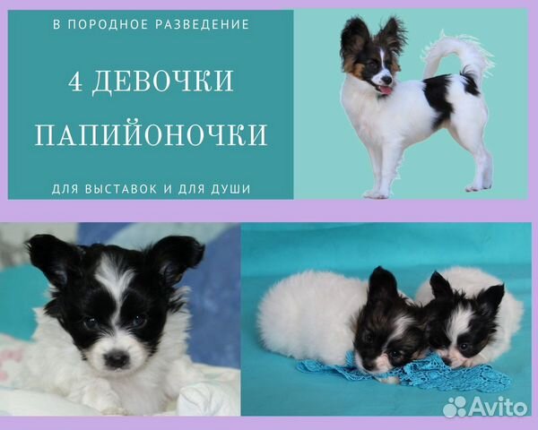 Щенки папийона девочки