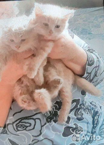 Котята, мальчики, светло бежевый окрас, приучены к