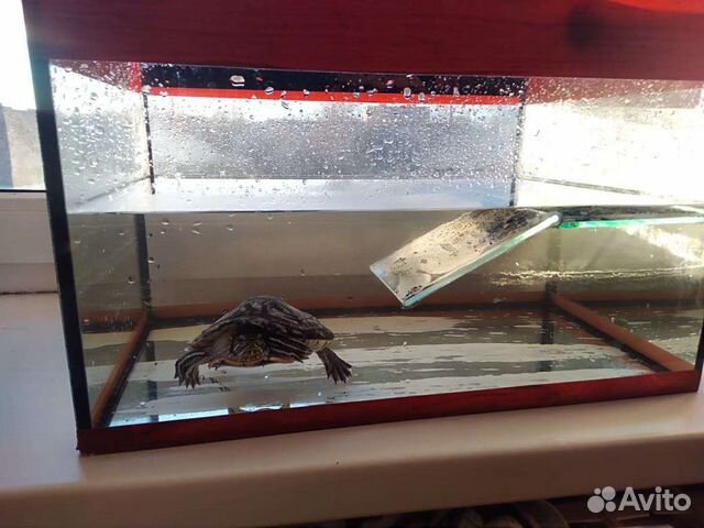 Красноухая черепаха с аквариумом