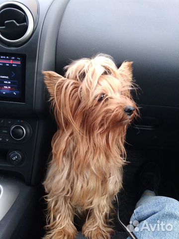 Потерялась девочка Йорка Ариша