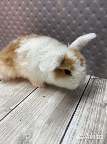 Кролик декоративный mini карликовый малыш