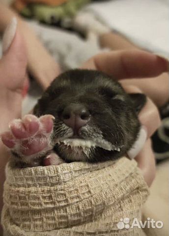 Малышка 2 недели, ищет дом