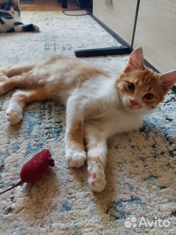 Рыжий котенок в добрые руки