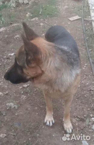 Верные друзья