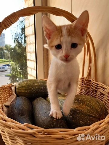 Рыжий котёнок Симба