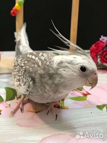 Самец бесщекой кореллы выкормыш