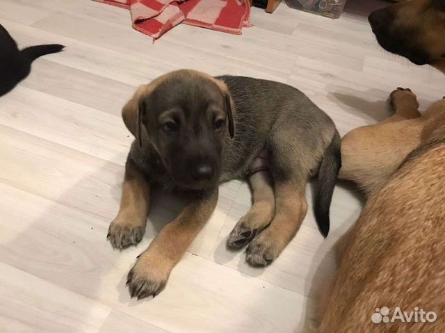 Собака в добрые руки