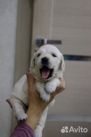 Щенки голден ретривера