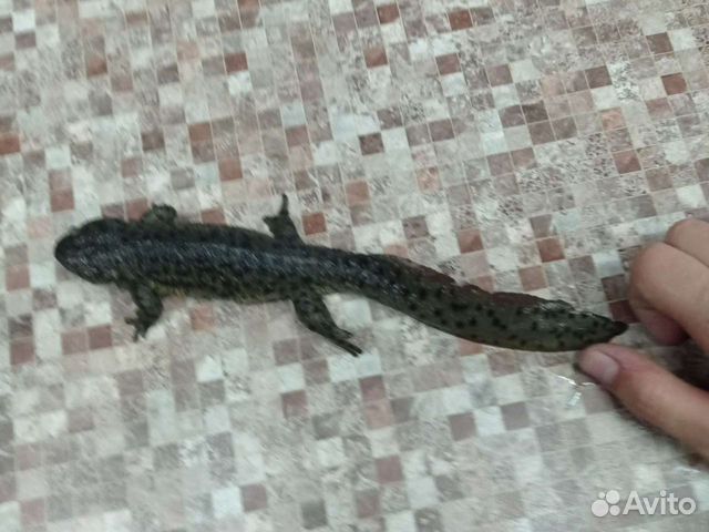 Испанский тритон