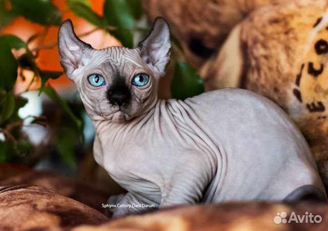 Эльфийская красотка