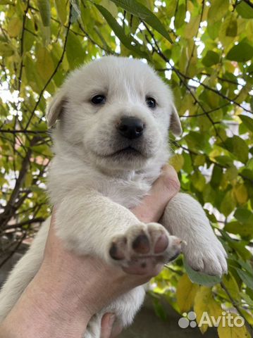 Алабай в добрые руки бесплатно