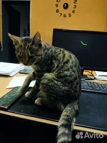 Котёнок в добрые руки. Бенгальская расцветка
