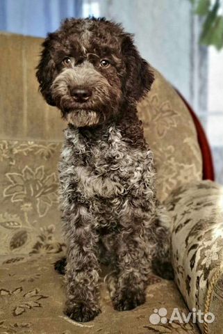 Щенок лаготто романьоло