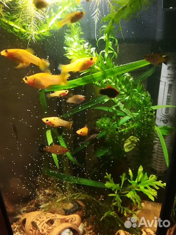 Отдам бесплатно жёлтых молинезий и пецилий