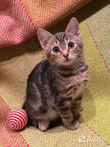 Мишелька ищет дом