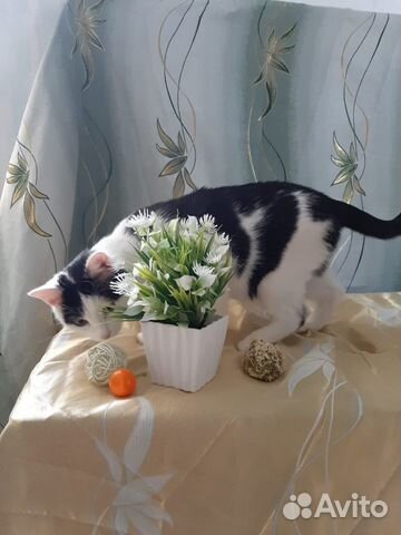 Кошка Нюша в добрые руки