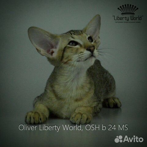 Oliver Liberty World, OSH b 24 MS