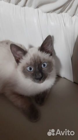 Тайские котята