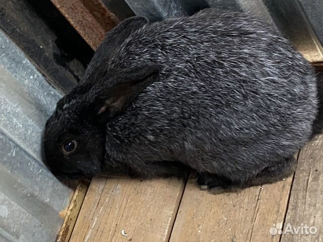 Кролики полтавское серебро