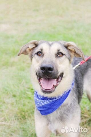 Собаке нужен дом