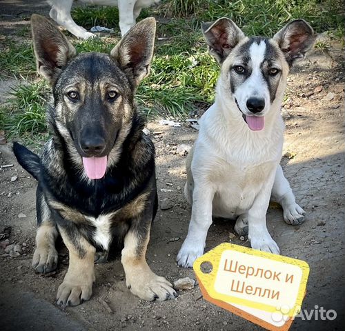 Щенки коротколапики в дар