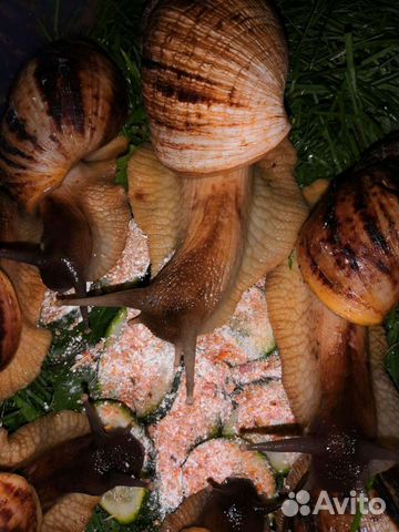 Улитки Ахатины