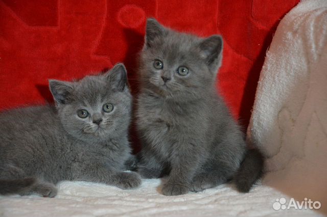 Голубые бритиши