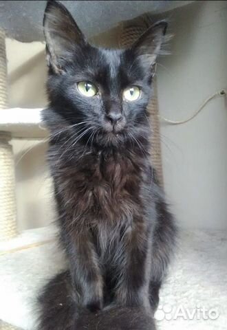 Пушистый котенок фенотип ангорца 4 месяца в дар