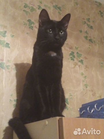 Черный котенок Чарли