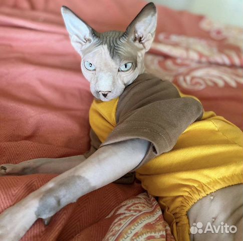 Канадский сфинкс вязка