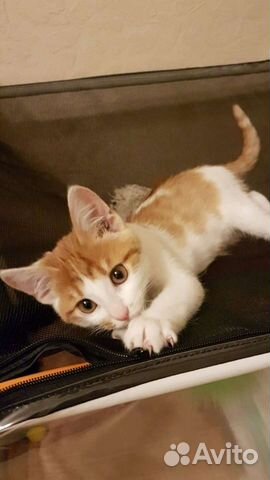 Маленький котенок Малыш в надёжные руки