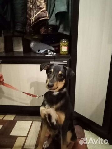 Метис немецкого пинчера в добрые руки