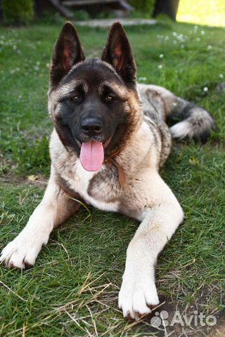 Щенок американской акиты