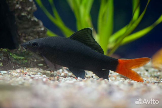 Лабео биколор