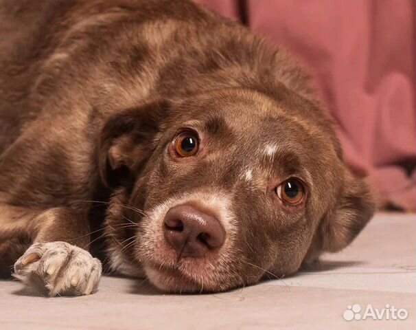 Челси ищет семью