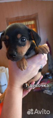 Щенки той-терьер+цвергпинчер